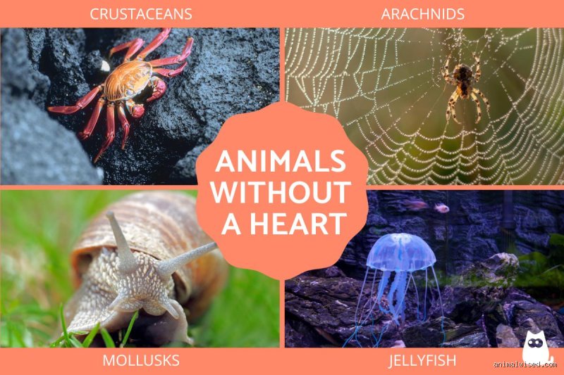 Welche Tiere hat kein Herz? Die überraschende Wahrheit über Organismen ...