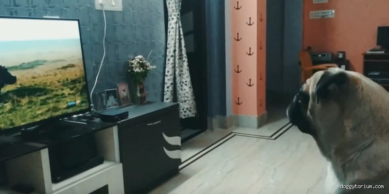 Pourquoi un chien aboie devant la télé