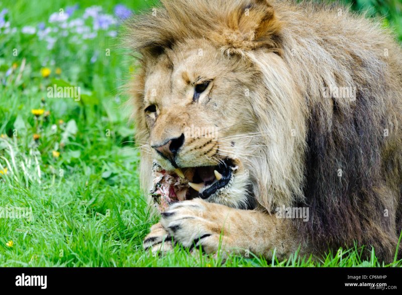Quel animal le lion mange
