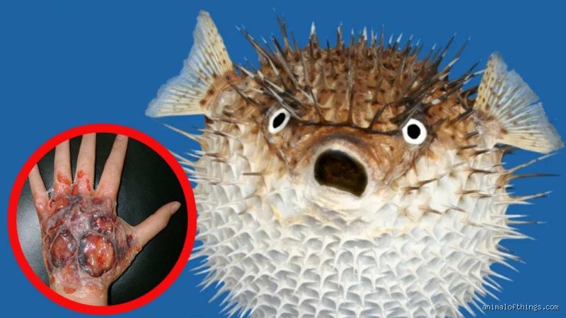 Quel est l'animal le plus vilain du monde