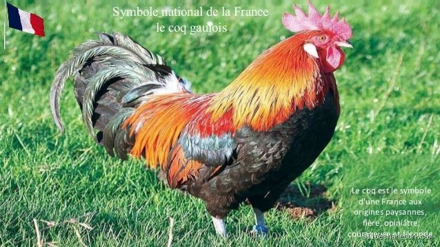 Quel est l'animal qui symbolise la France