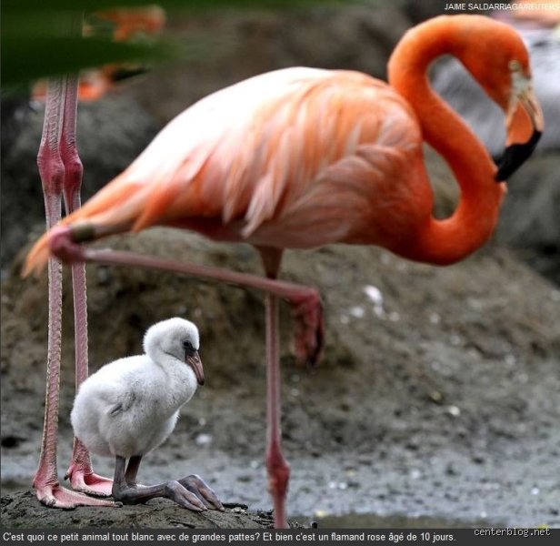 Quel est le nom du bébé flamant rose