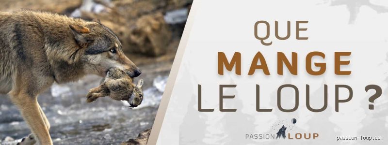 Quelle est la proie préférée du loup