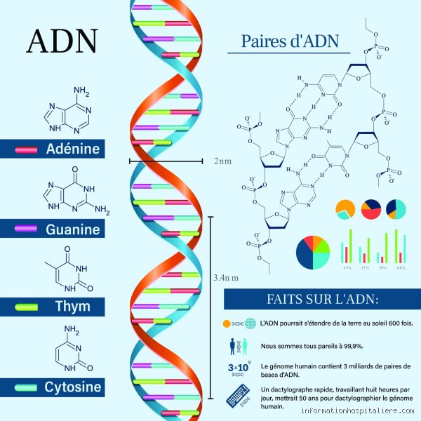 Quels sont les différents types d'ADN