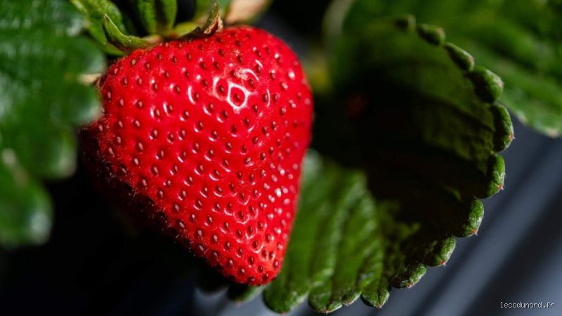 Comment avoir de plus grosses fraises