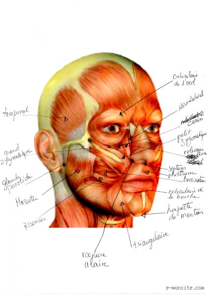 Quel est le muscle le plus fort du visage
