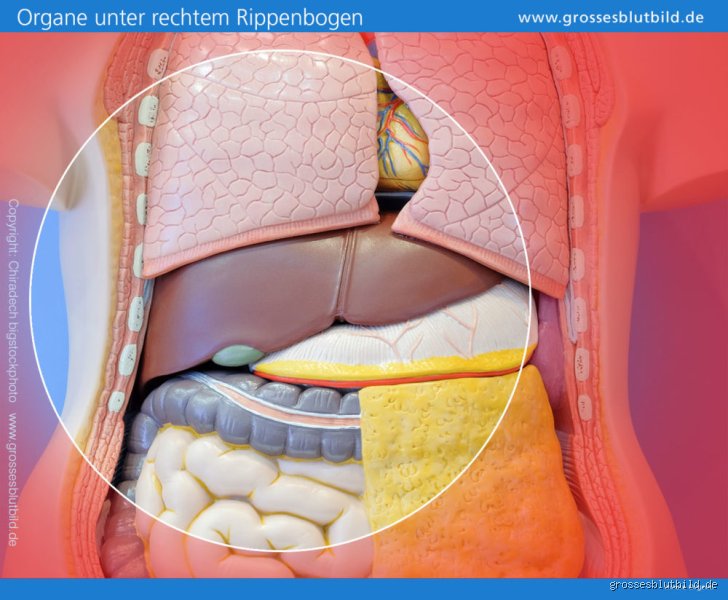 Was liegt unter dem rechten Rippen? Anatomie und klinische Bedeutung