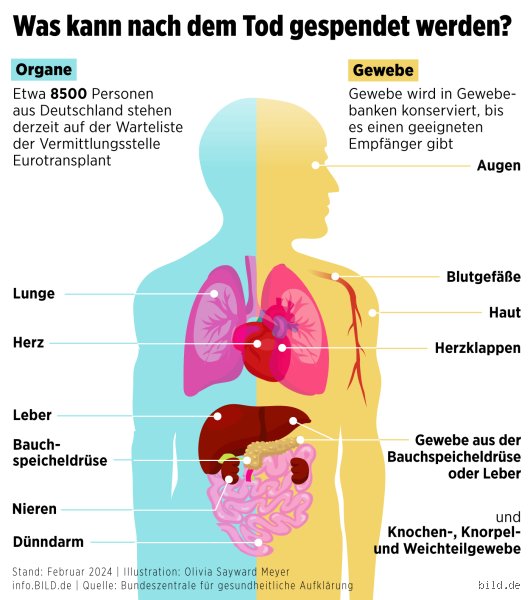 Wie lange kann man nach dem Tod Organe entnehmen?