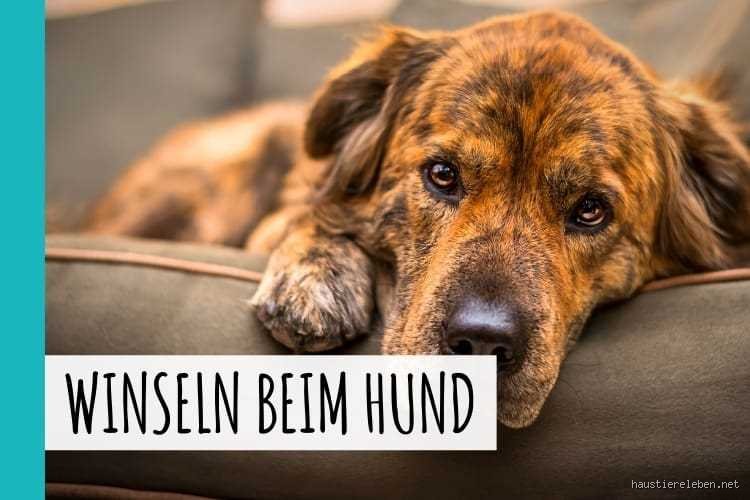 Warum winselt mein Hund plötzlich? Die versteckten Gründe aufdecken