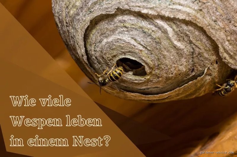 Wespennest Wie Viele Wespen