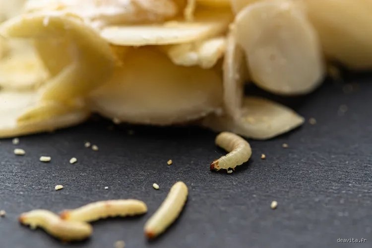 Comment se débarrasser des vers blancs naturellement