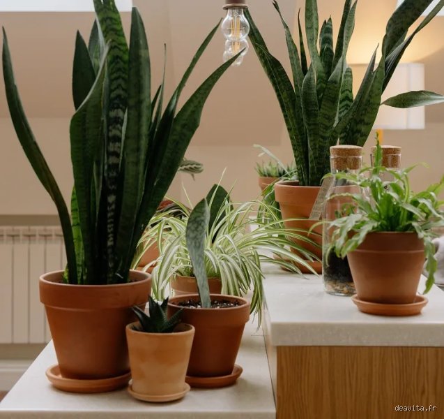 Quelles plantes absorbent les radiations nucléaires ? Le guide complet ...