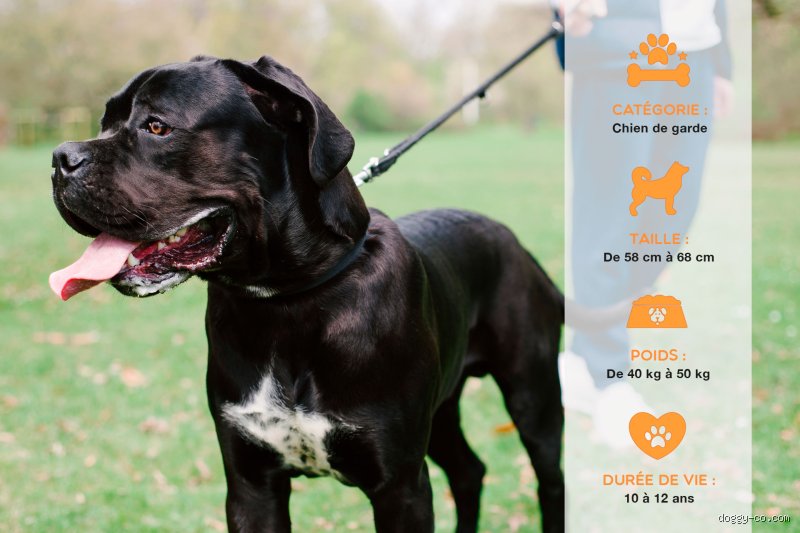 Quel est le masculin du cane