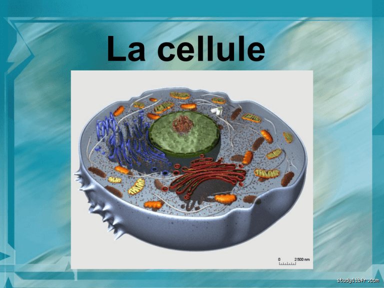 L'Origine du Mot Cellule : Un Voyage Linguistique et Scientifique