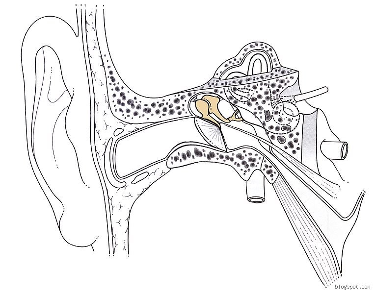 Quel est l'os le plus petit du corps humain