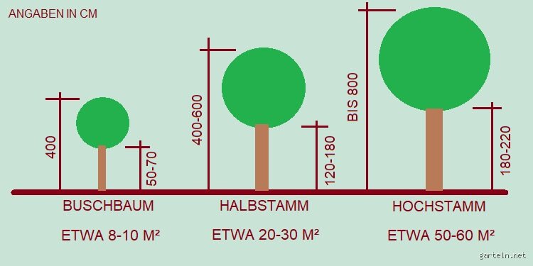 Welcher Baum wächst am schnellsten in die Höhe?