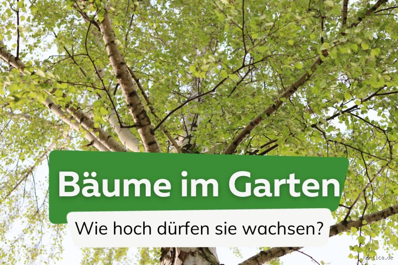 Wie hoch darf man ein Baum im Garten wachsen lassen?