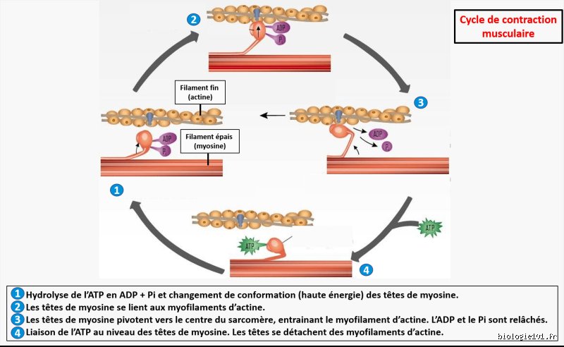 Comment Appelle-t-on une Contraction Musculaire