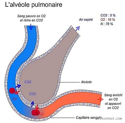 Comment évacuer le gaz carbonique des poumons