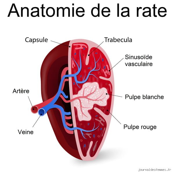 Quelles sont les douleurs de la rate