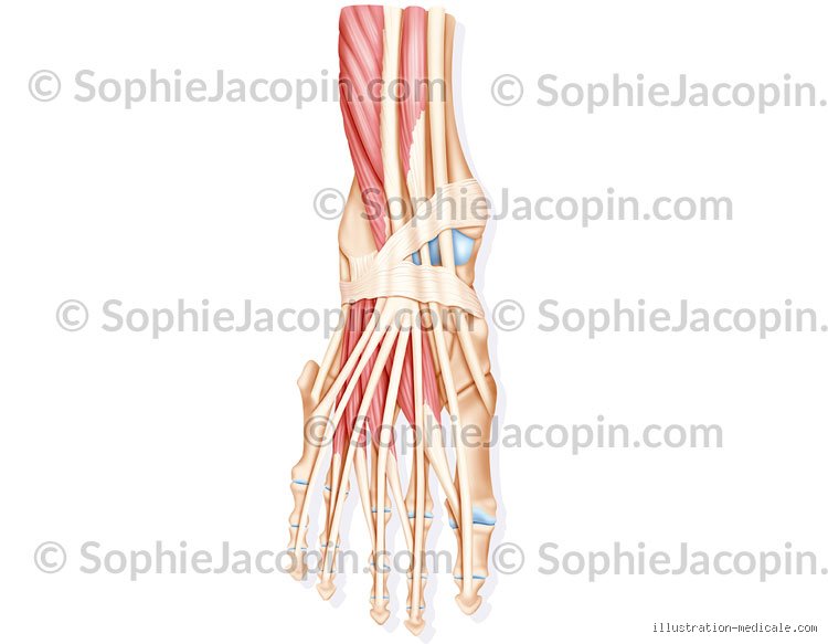 Le Mystère du "Coup de Pied" : Localisation, Intention et Efficacité Réelle