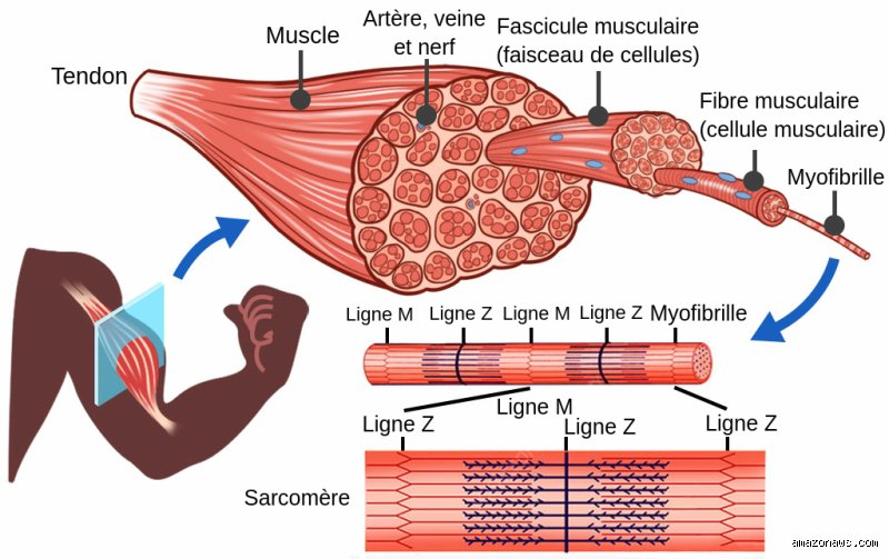 Quand les muscles se forment