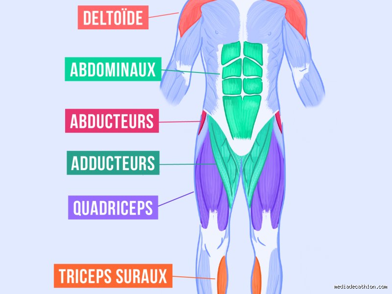 Quels muscles travailler en même temps