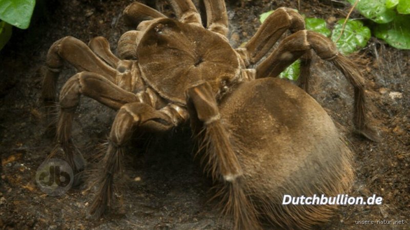 Was frisst die größte Spinne der Welt?