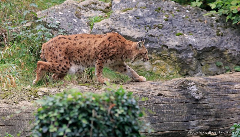Wie alt wird ein normaler Luchs?